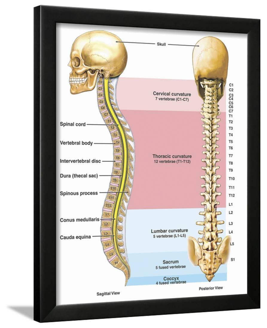 Anatomy Of The Vertebral Column