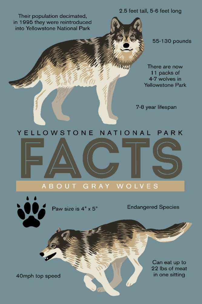 Yellowstone National Park, Facts About Gray Wolves (16x24 Giclee ...