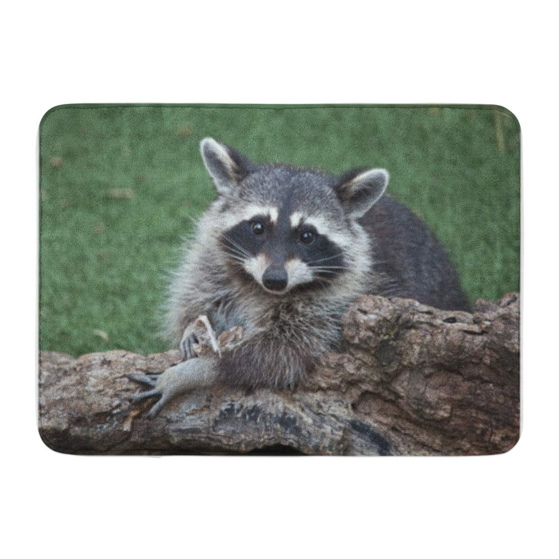 KDAGR Racoon Raccoon Procyon Lotor Also Known As The North Doormat ...