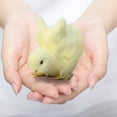 TERGAYEE Yellow Baby Chicks Realistic Plush,Little Chick Stuffed Animal ...