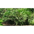 1 Gal. Windmill Palm Cold Hardy Palm Tree, Tropical Interest - Walmart.com