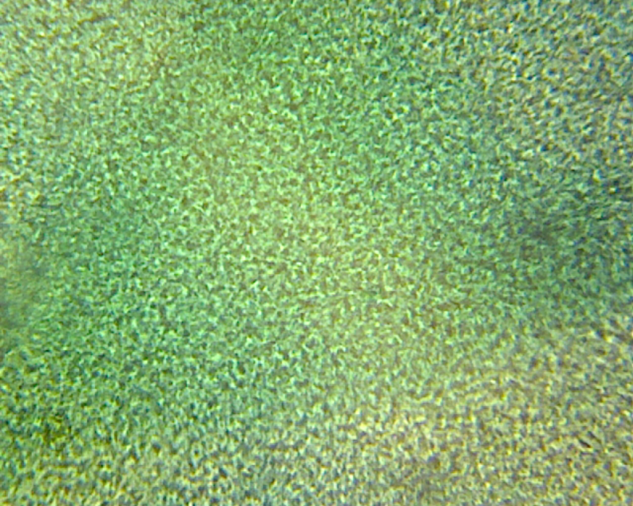 Ulva Microscope Slide