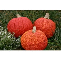 Red Warty Thing Pumpkin Seeds for Planting (10 Seeds) - Ships from Iowa ...