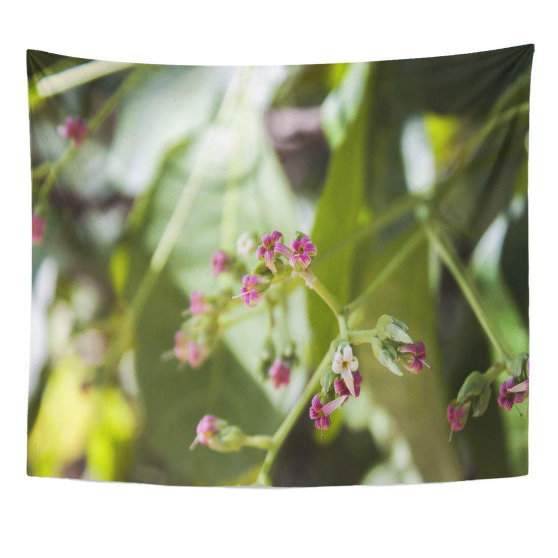 Cashew Nut Flower