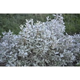 Seedville USA, American Silverberry Seeds, Elaeagnus Commutata, Silvery ...