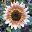 25 Gypsy Charmer Sunflower Seeds Flowers Seed Flower Perennial Sun ...