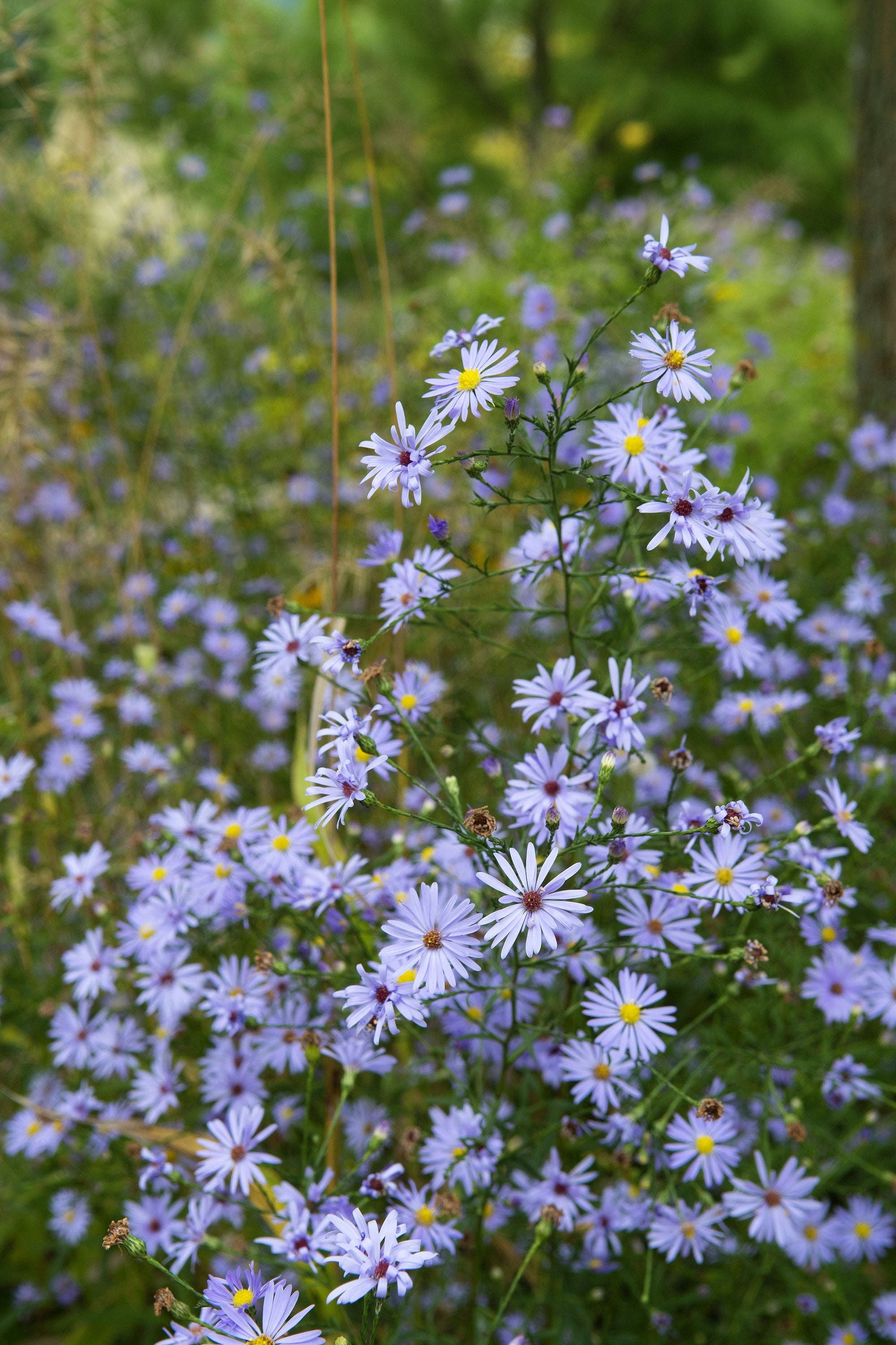 Sky Blue Aster
