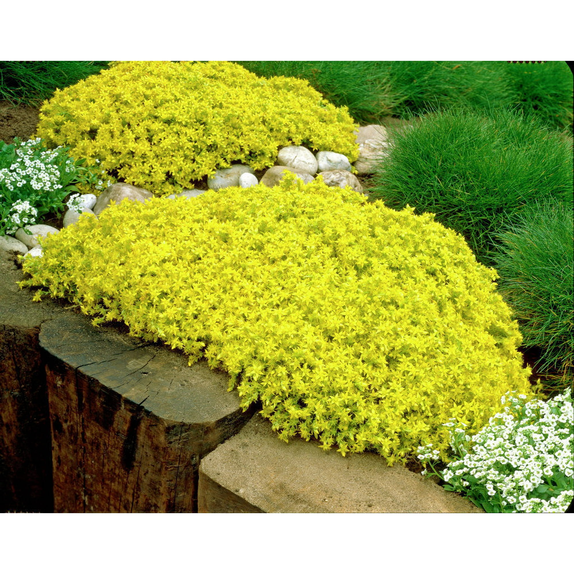 Golden Sedum Ground Cover Moss