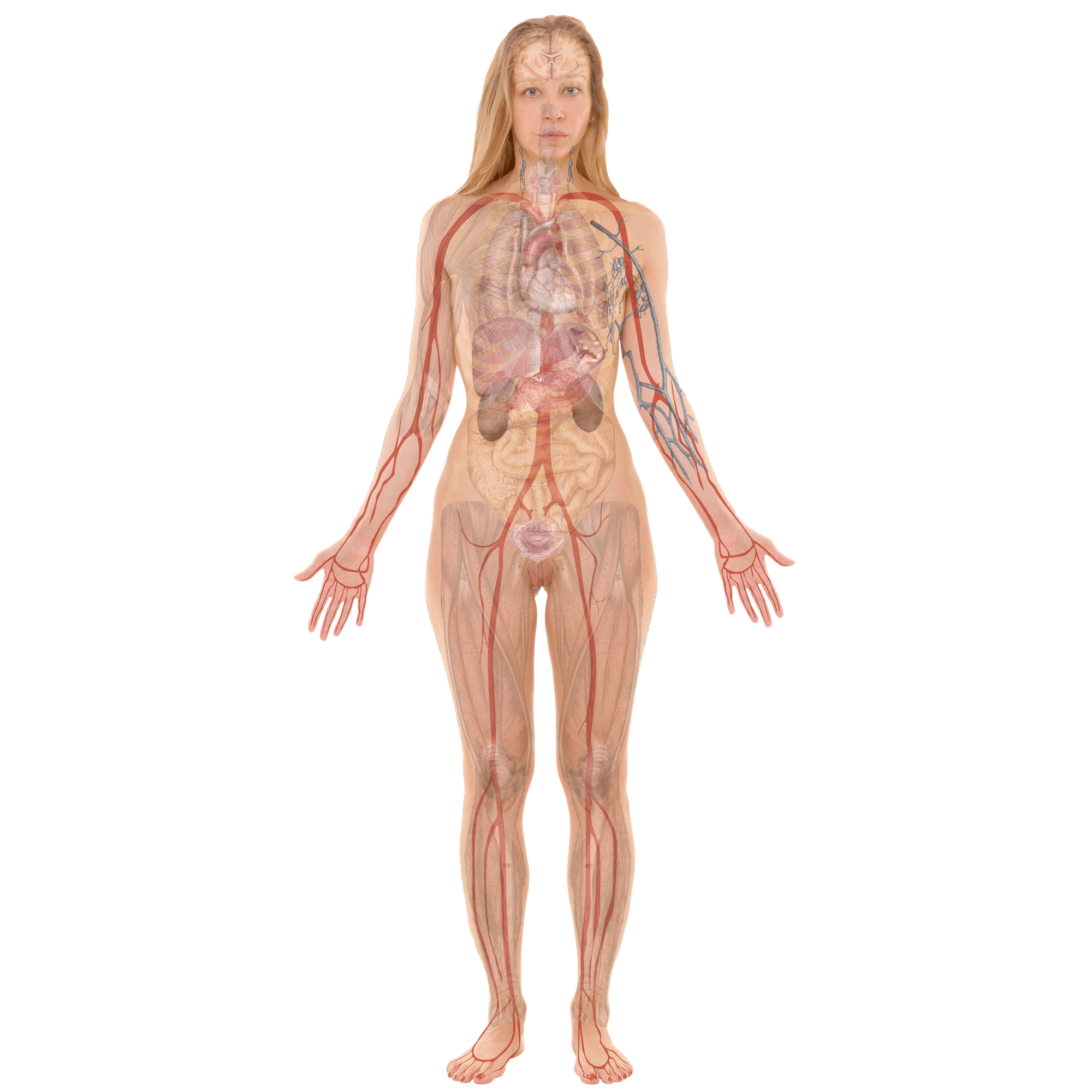 Female Human Body Organs Diagram