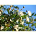 20 TRUE MYRTLE Myrtus Communis aka Common & Sweet Myrtle Fragrant White ...
