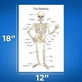 Bliss Monkey Co. The Skeleton Poster - Human Skeleton Poster for Kids ...