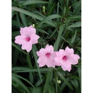 Red Elegant Brazilian Petunia Ruellia Elegans 10 Live Plants Butterfly ...