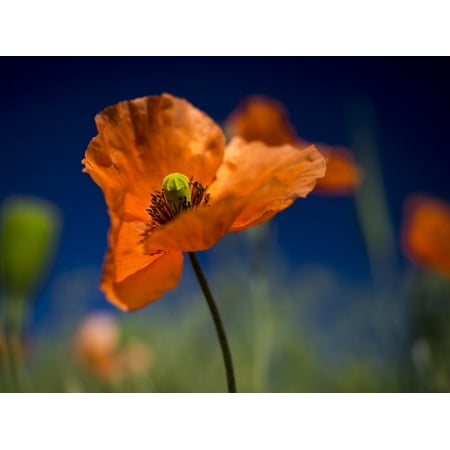 Close up of Fire Poppy Poster Print by Terry Eggers (24 x 36) | Walmart ...