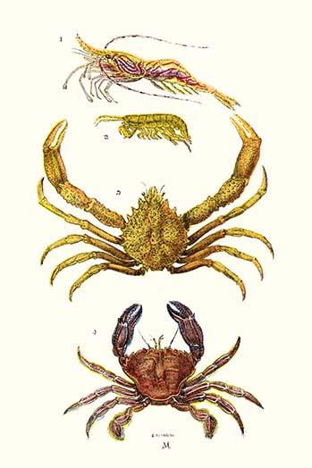 Spider Crab, Sand Skipper, Prawn, Velvet Swimming Crab- Fine Art Canvas ...