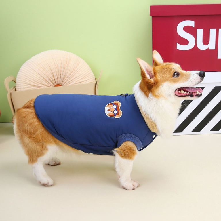 Corgi In Clothes