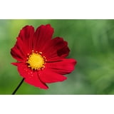 300 RED COSMOS DAZZLER Cosmos Bipinnatus Flower Seeds - Walmart.com