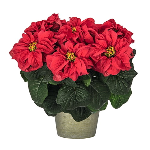 Expert Gardener 6in Winter Rose Poinsettia in Decorative Container ...