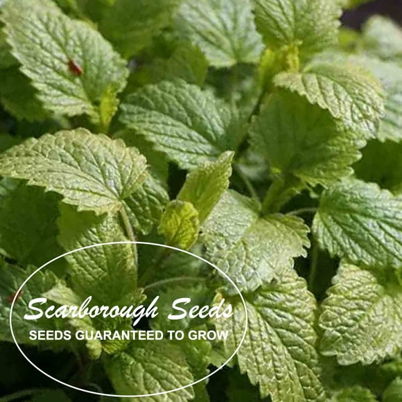 Citronella Plant Seeds