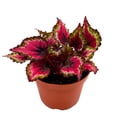 Harmony's Starburst Begonia Rex 6 inch New Hybrid Star Spiral - Walmart.com
