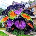 Giant Elephant Ear For Planting Ideal for Gardening Deer Resistant ...