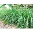 100 seeds Cymbopogon martinii - Palmarosa Grass- Perennial - Luxuriant ...