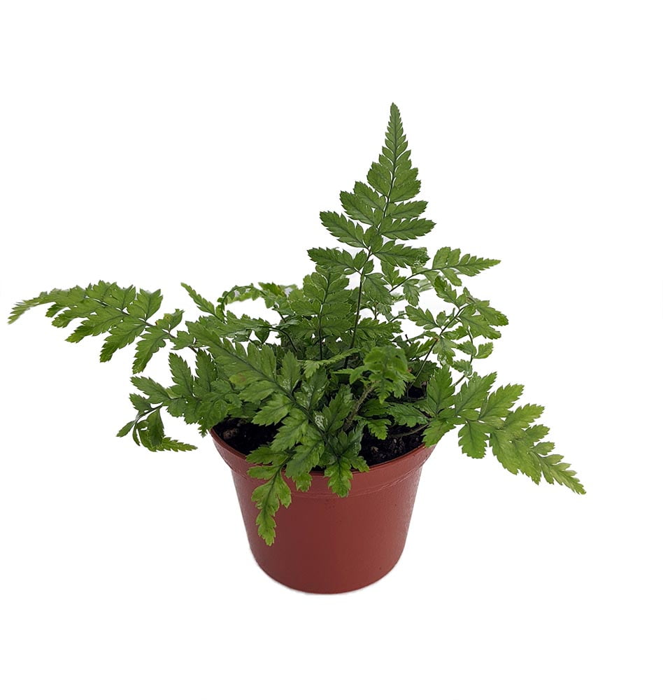 Rare Korean Rock Fern - Polystichum tsussimense - Indoors or Out - 2.5 ...