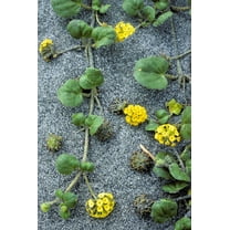 50 SPADELEAF Edible Coinwort Centella Asiatica Gotu Kola Herb Pink ...