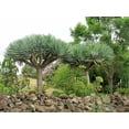 10 DRAGON TREE Dracaena Draco Canary Island Drago Blood Asparagus Yucca ...