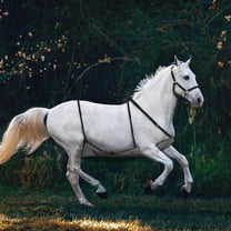 Saxon Fly Leg Wraps for Horses | Set of 4 Fly Protection Horse Leg ...