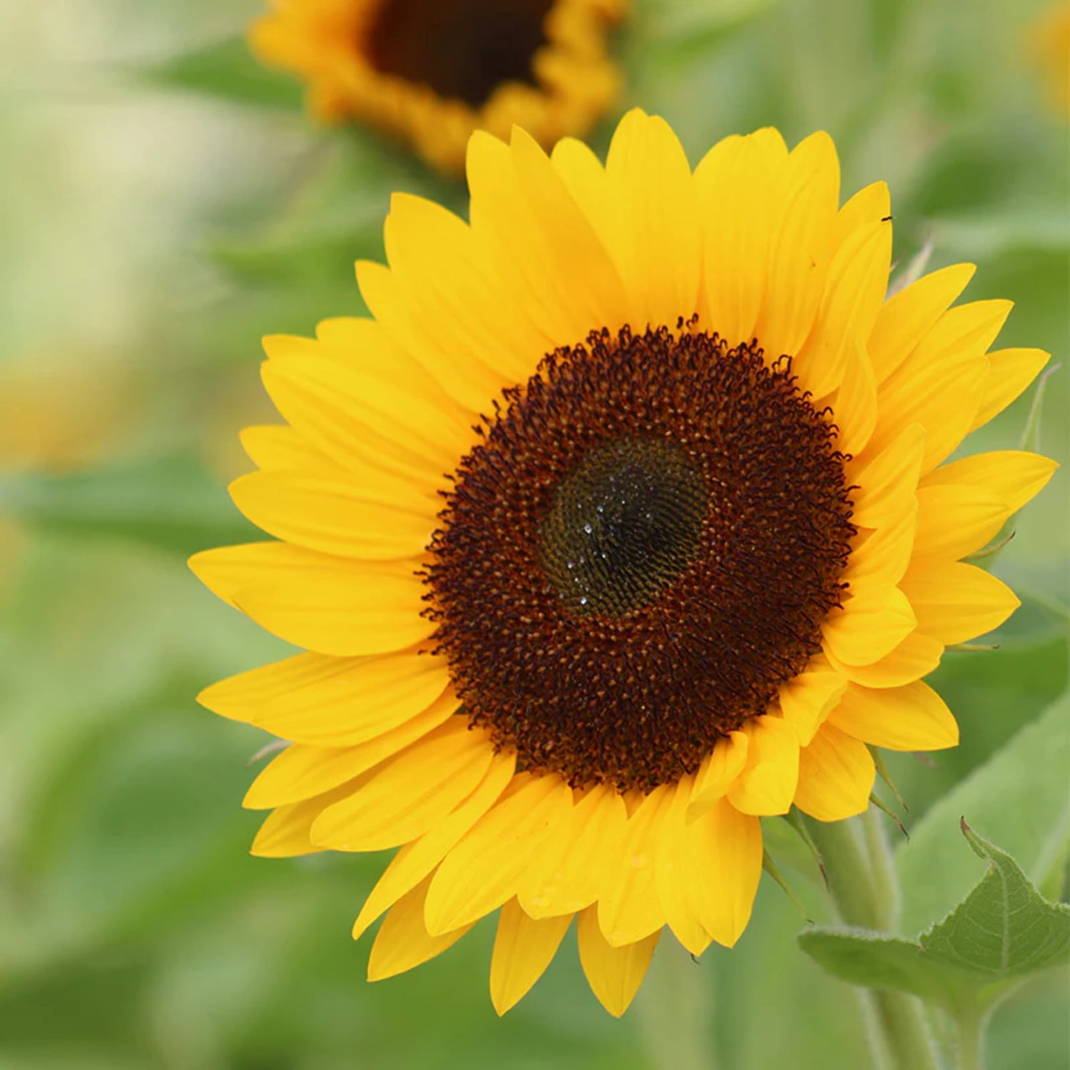 Sunflower Sunrich Summer Provence F1 Seed - Walmart.com