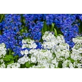 100 WHITE FAIRY PRIMROSE Primula Malacoides Baby Primrose Shade ...