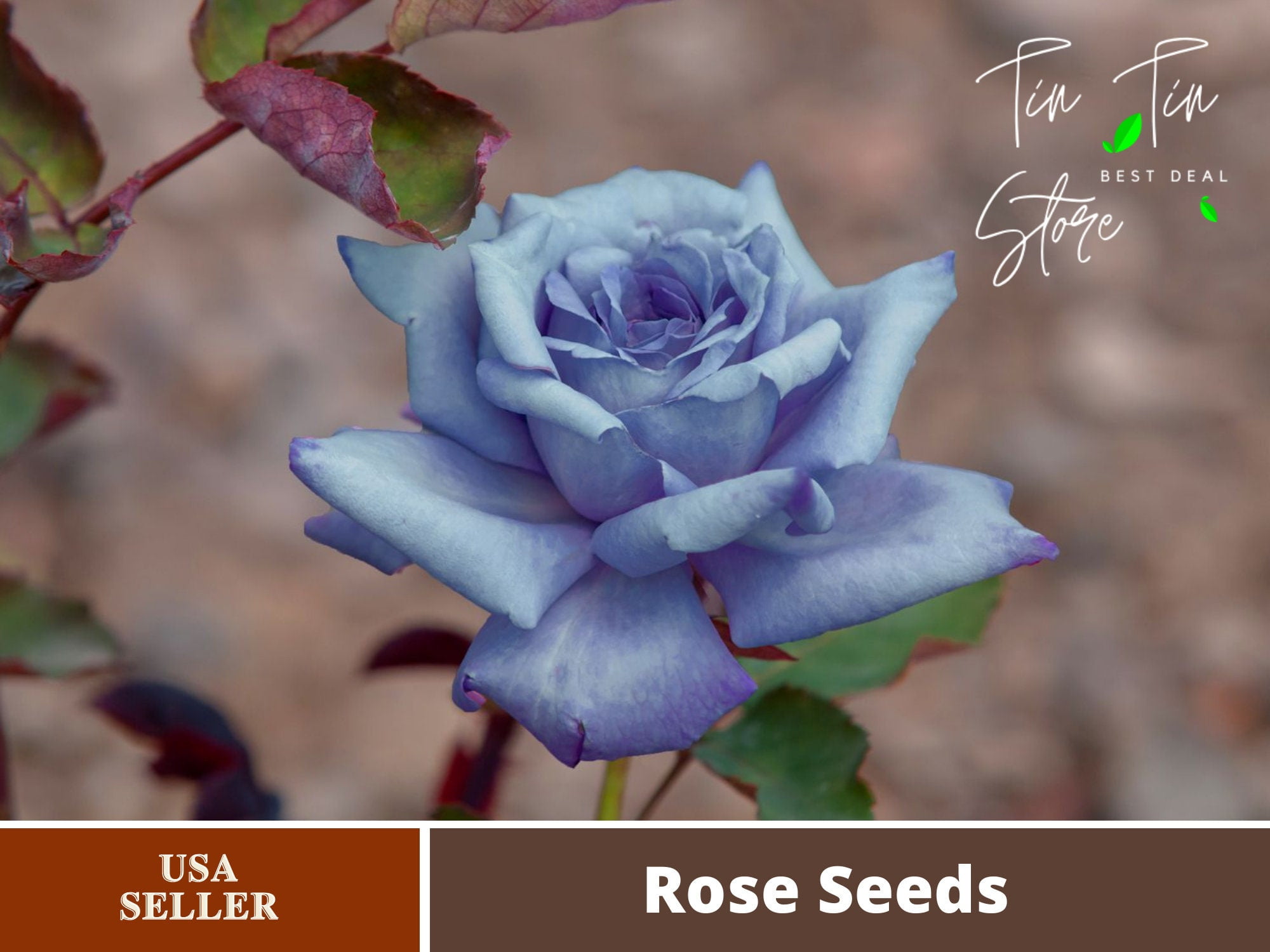 30 Seeds| Hybrid Tea Blue Girl Rose Bush Flower Seeds#1045 |BUY 4 GET 1 ...