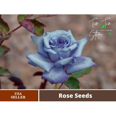 English Blue and Yellow Rose, 30 Rare Seeds #1126 | FRESH, LIVE |BUY 4 ...
