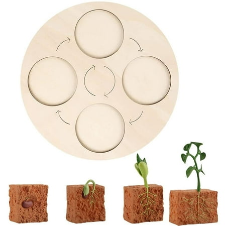 Life Cycle Chart, Plant Wooden Life Cycle Board Life Cycle Models ...