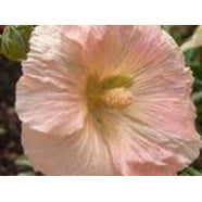 Perennial Alcea Rosea Halo Apricot Hollyhock Garden Flower Seeds - 50 ...