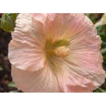 50 Mixed Colors HOLLYHOCK COUNTRY ROMANCE Mix Alcea Rosea Flower Seeds ...