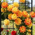 Giant Clematis Vine For Planting Ideal for Gardening Deer Resistant ...