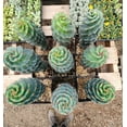 12" Cereus Spiralis aka Spiral Cactus, Tornado Cactus, Twist Cactus aka ...