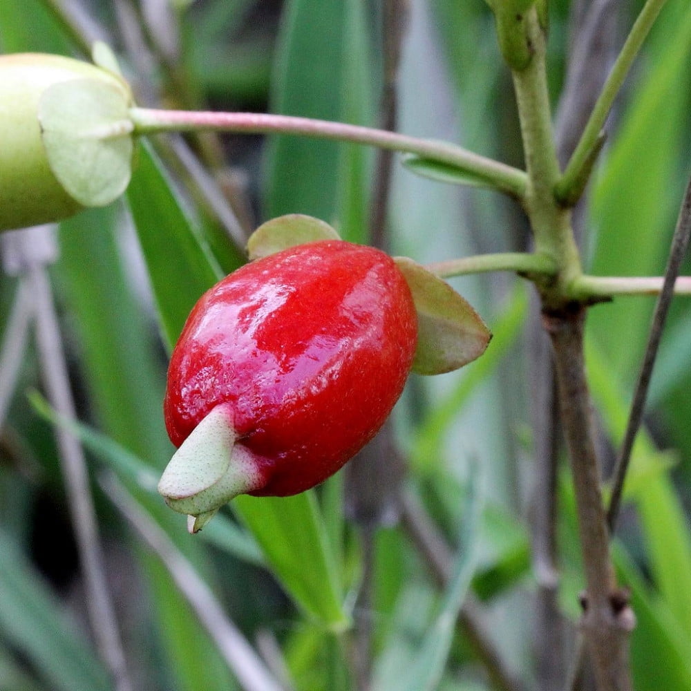 Cherry of the Rio Grande Tree - Eugenia involucrata - 6" Pot - Walmart.com