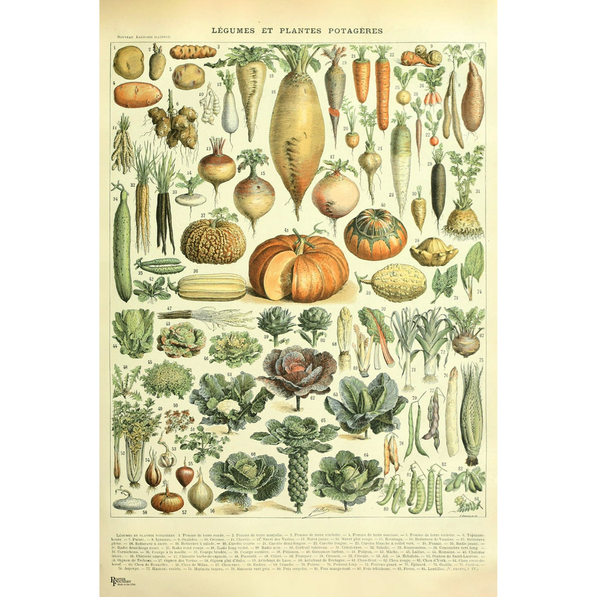 Vegetable Botanical Illustration