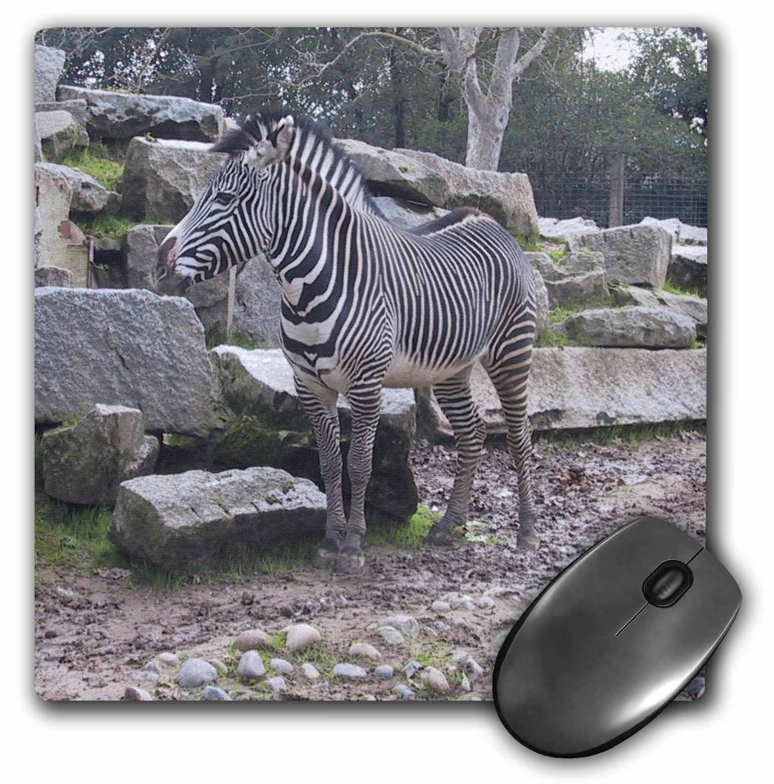 3dRose Zebra, Mouse Pad, 8 by 8 inches - Walmart.com