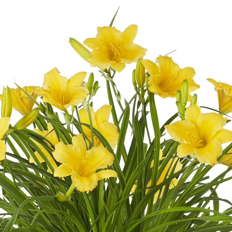 Yellow Daylilies