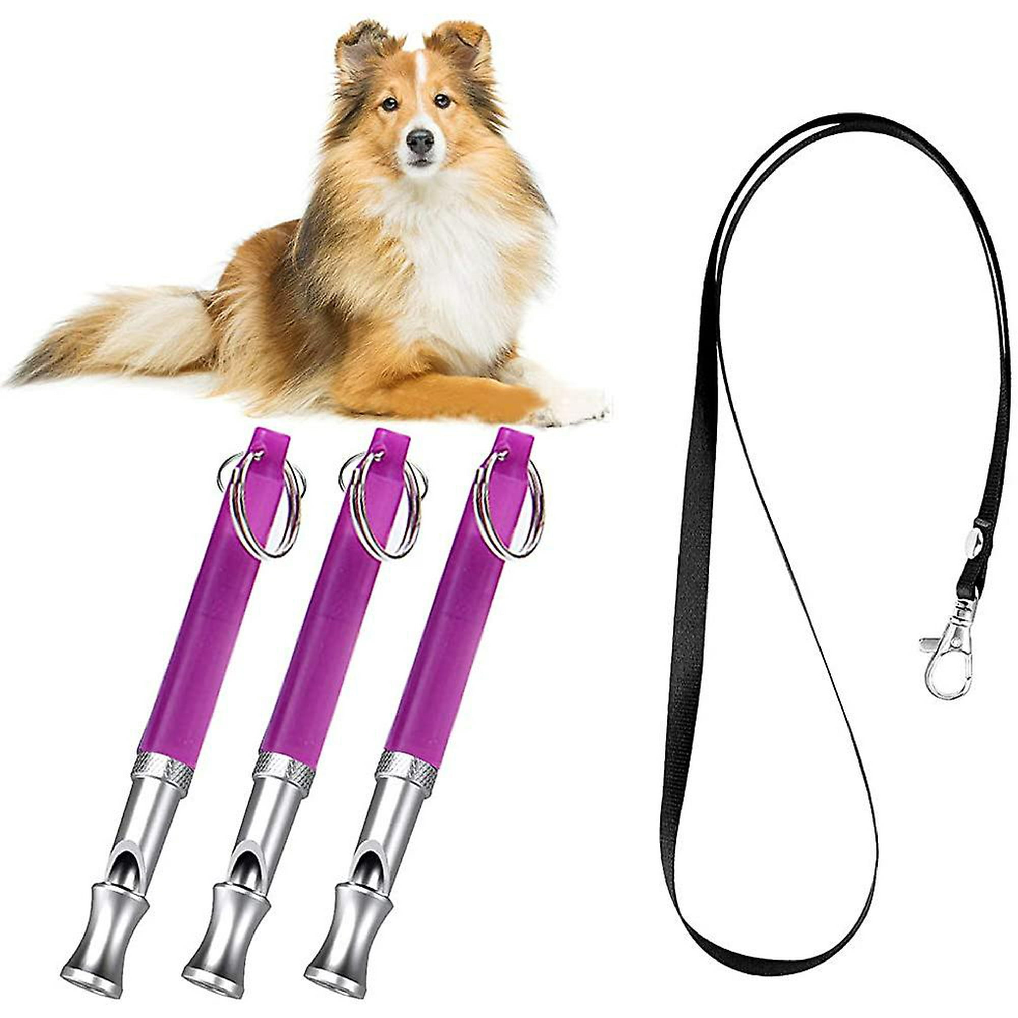 How Do You Stop A Sheltie From Barking