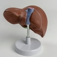 Human Liver Anatomy Model for Study, Life Size Liver Model Anatomy ...