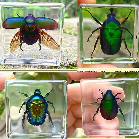 Multiple Species Of Scarab Specimen In Clear Resin Educational Explore ...
