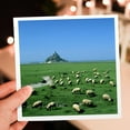 3drose, France, Brittany, Mt Saint Michel, Sheep Farm Animal - Eu09 ...