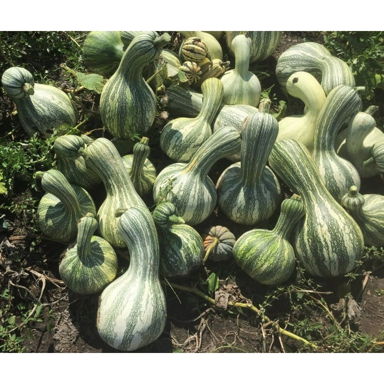 Green Striped Squash