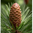 Shore Pine Plant LIve for Planting, Pinus Contorta, Evergreen Conifer ...