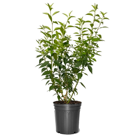Expert Gardener 18-24 in. tall Tuscarora Crape Myrtle Live Tree in 3 ...