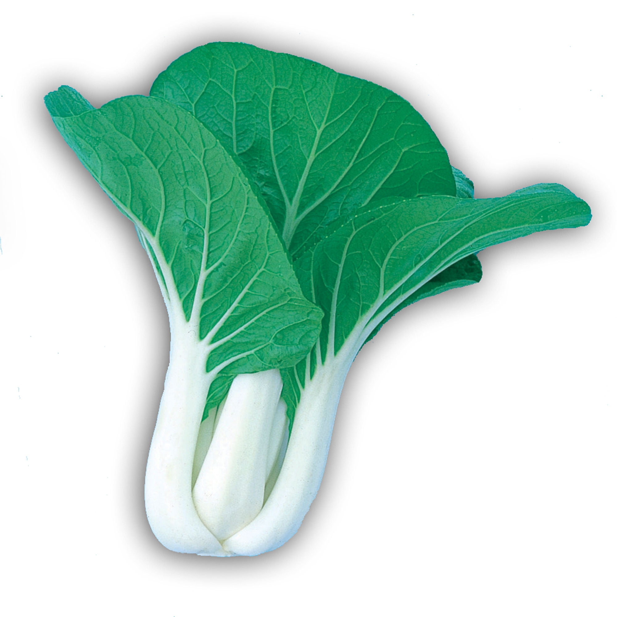 Cabbage Seeds - Pak Choi - Dwarf White Stem - 3 g Packet ~740 Seeds ...